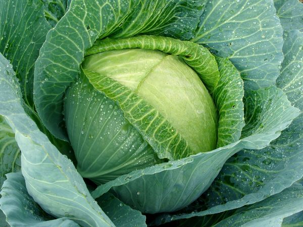 8 Awesome Facts About Cabbage – The Humble Gardener