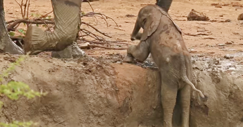 Baby Elephant Stuck in Waterhole Needs Help from Herd | The Rainforest ...