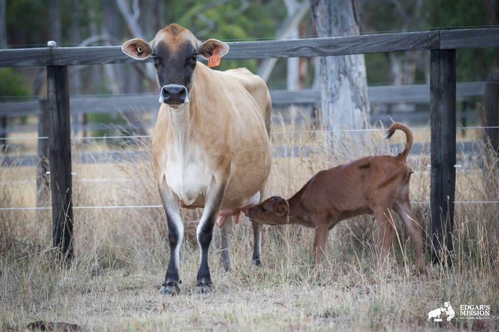 Baby Clarabelle Cow