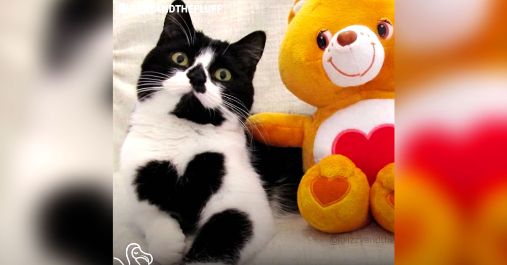 Cat Has So Much Heart. Like Fur Realz! | The Animal Rescue Site Blog