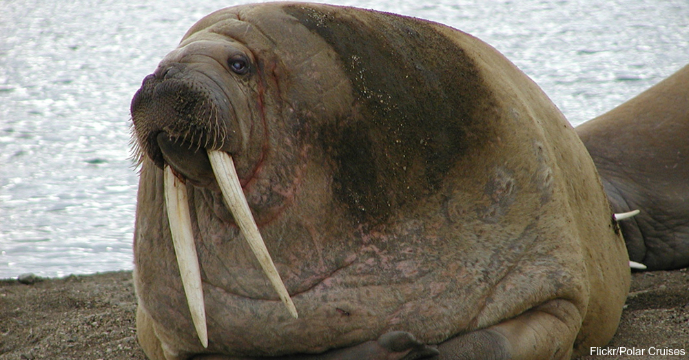 Wondrous Facts About Walruses The Rainforest Site Blog