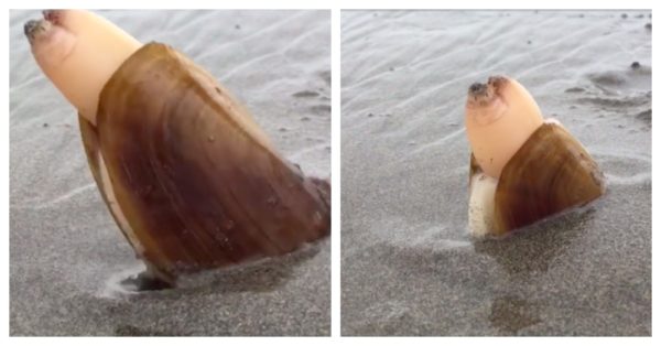 Clam Uses Its Foot To Dig Into The Sand In Absolutely Fascinating Video ...