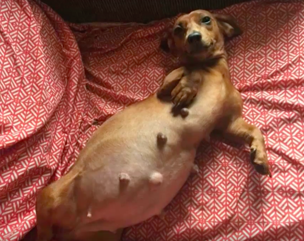 Man Has Maternity Photoshoot With His Beloved Pregnant Dachshund - The ...
