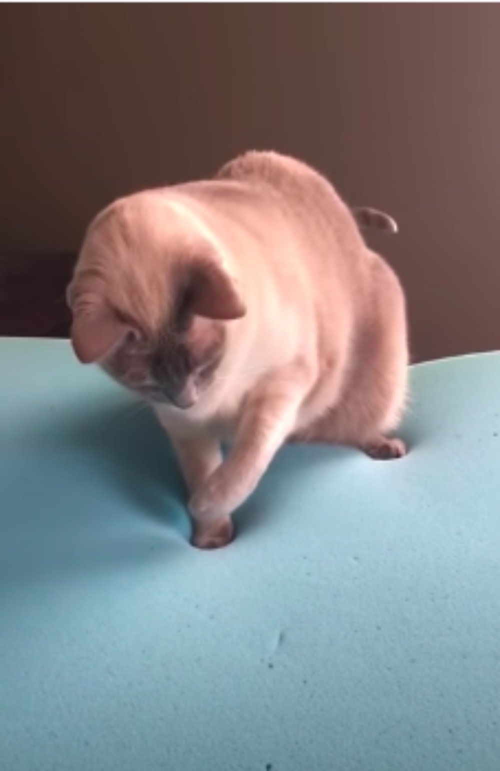 Confused Cat Tries To Figure Out How Memory Foam Works In Hilarious Confused Cat Tries To Figure Out How Memory Foam Works In Hilarious
