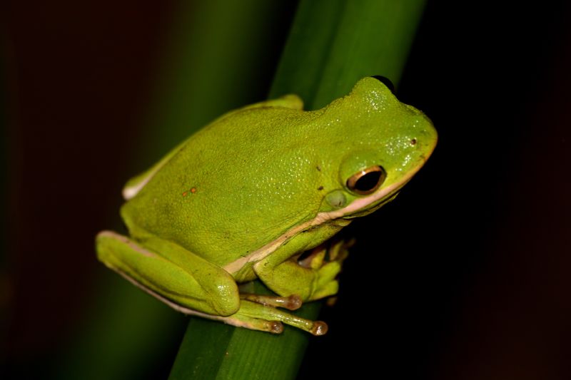 Female Frogs Have Lungs That Act As Noise Cancelling Headphones To 