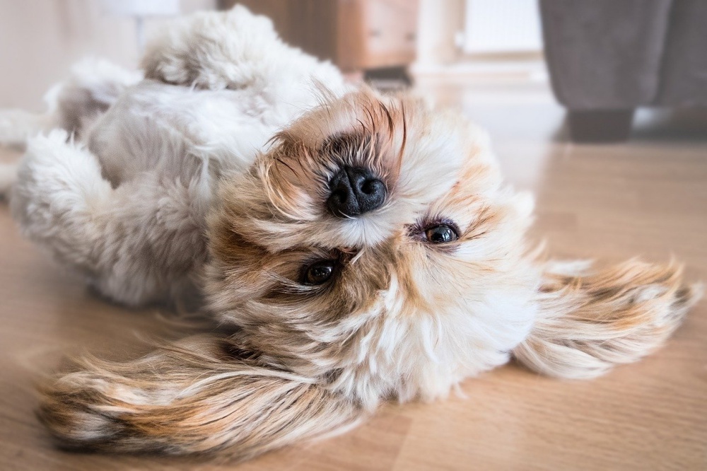 Most Popular Dog Nicknames The Animal Rescue Site News