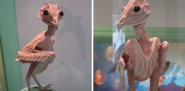 Photos Of Animals Without Their Hair - The Rainforest Site News