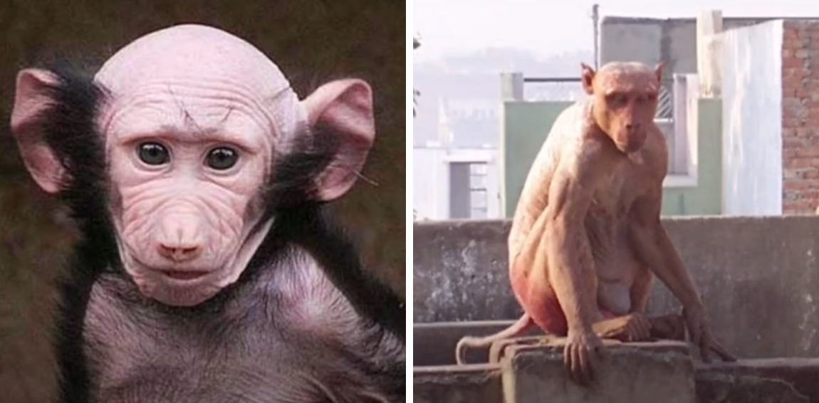Photos Of Animals Without Their Hair - The Rainforest Site News