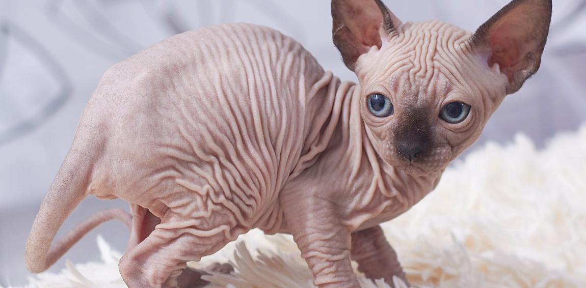 Photos Of Animals Without Their Hair - The Rainforest Site News