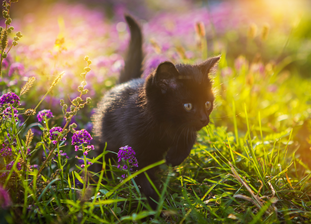 Boy Cat Names Ideas For Naming A Male Cat Boy Cat Names Ideas For Naming A Male Cat