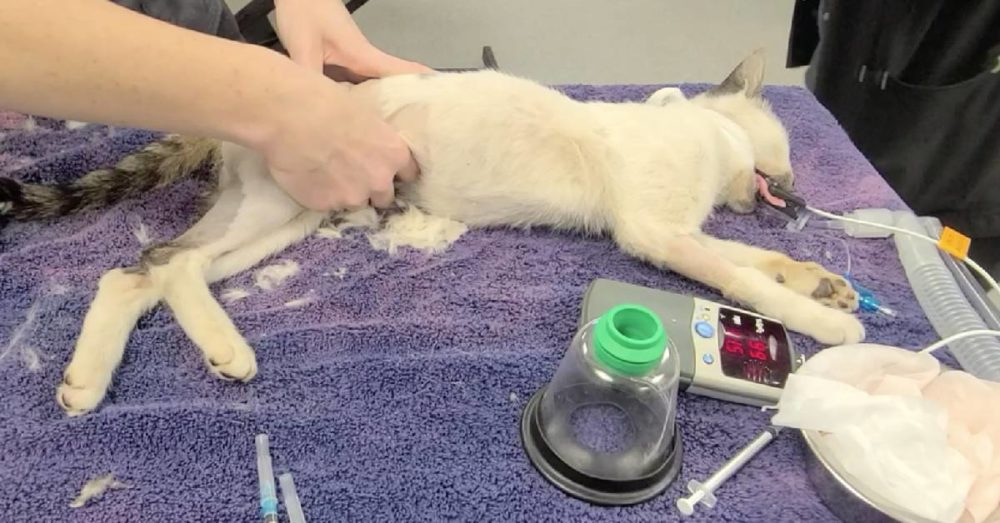 After Being Tortured By Neighborhood Kids, Stray Cat Adopted By Woman ...