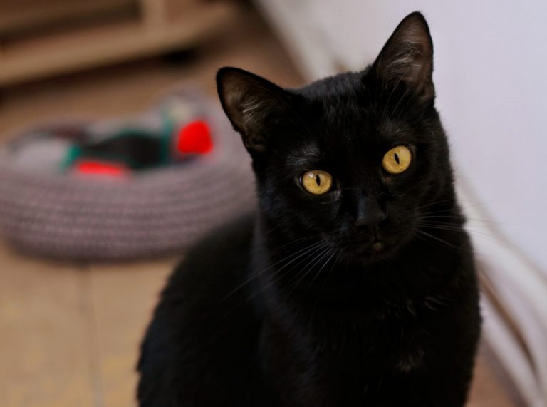 40 Halloween Inspired Cat Dog Names The Animal Rescue Site News 40 Halloween Inspired Cat Dog Names The Animal Rescue Site News
