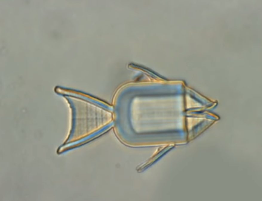 Magnetic Fish-Shaped Microbots Deliver Chemotherapy to Exactly Where It ...