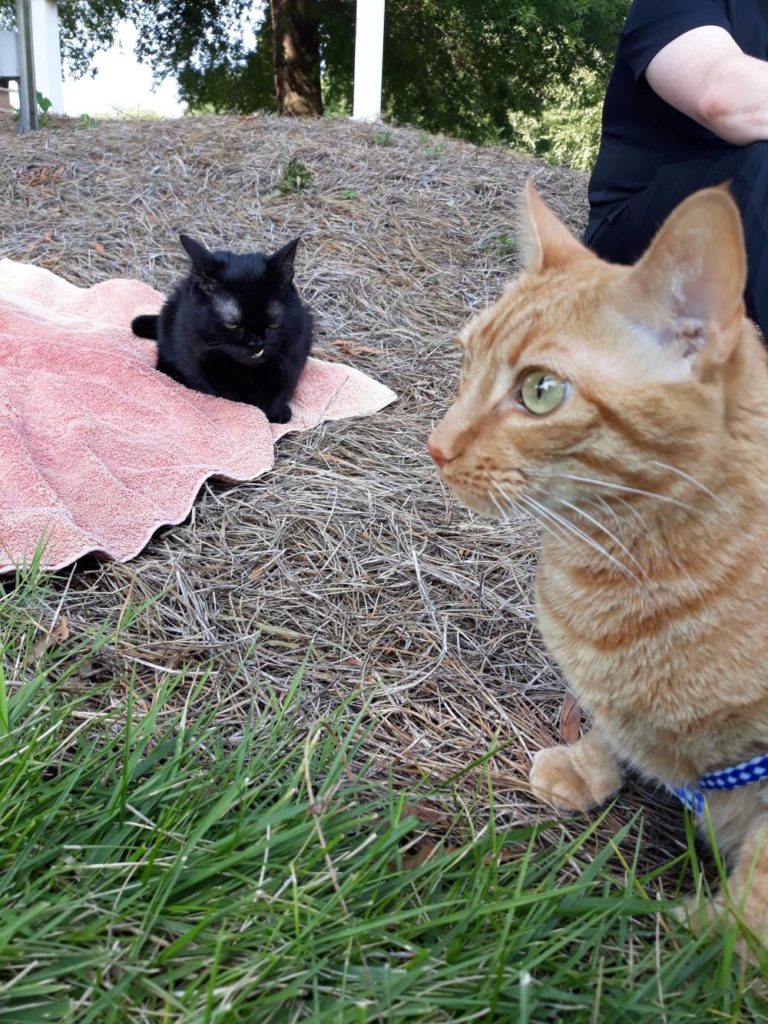 Four-Pound Cat with Dwarfism Wins Hearts with His Unique Spirit - The ...