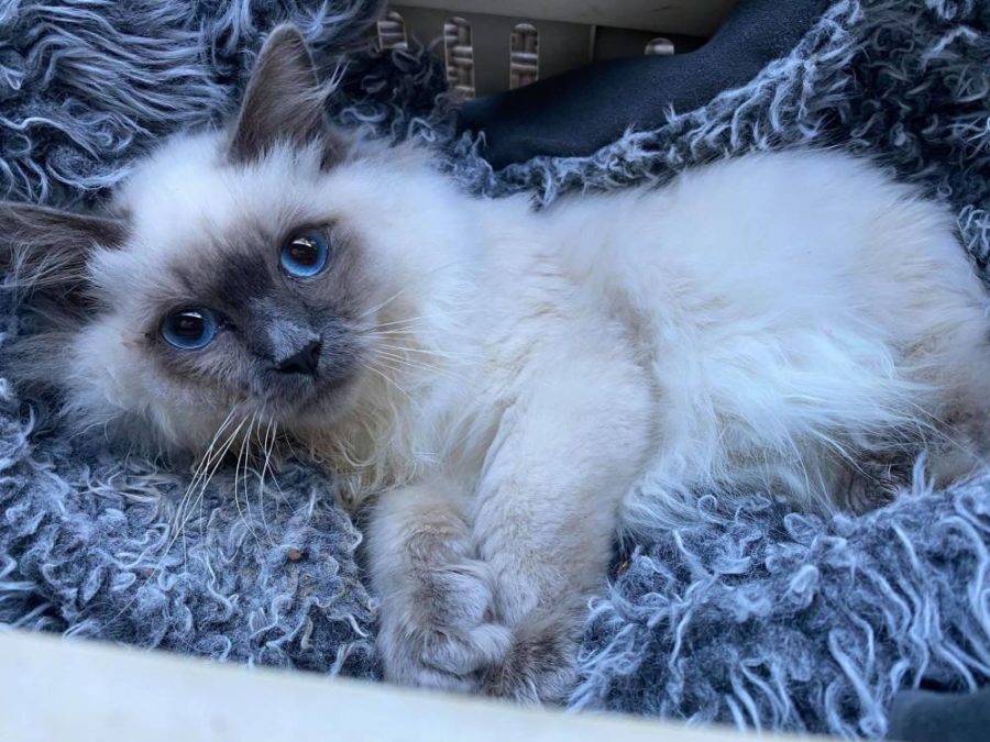 Malnourished Kitten with Fragile, Undeveloped Bones Transforms After ...