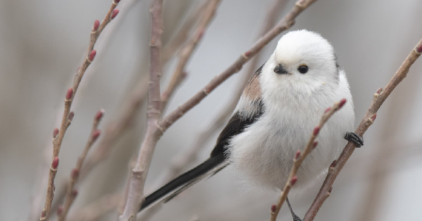 People Are In Love With Japan's Adorable 'Snow Fairy' Birds - The ...