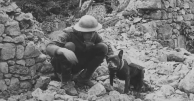 Hero Dogs of WWI - The Veterans Site News