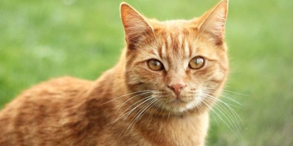 Popular Irish Pet Names The Animal Rescue Site News popular-irish-pet-names-the-animal-rescue-site-news