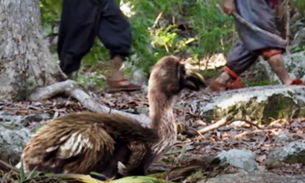 Real Dodo Bird