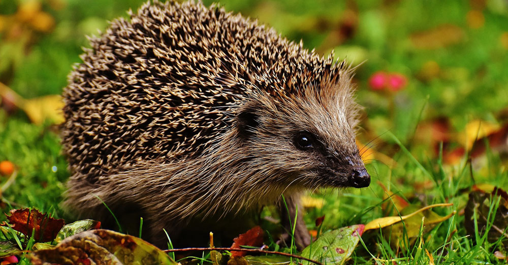 Armored Animals: 10 Animals with the Coolest Protective Exteriors - The ...