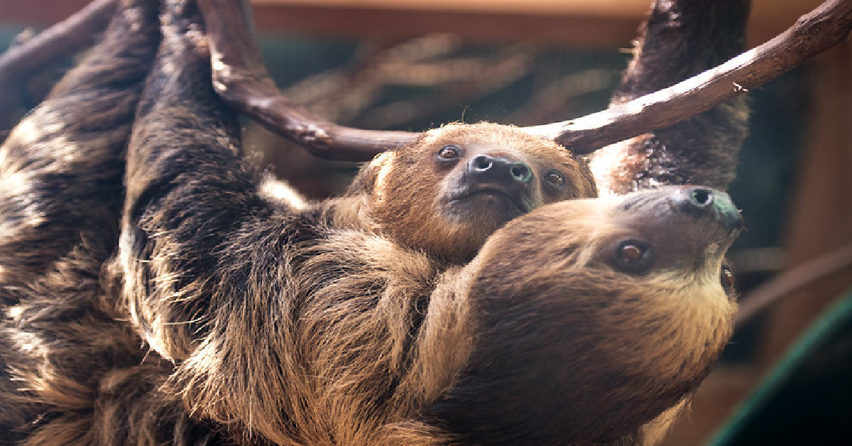 Rescuers Reunite Baby Sloth With His Mom - The Rainforest Site News