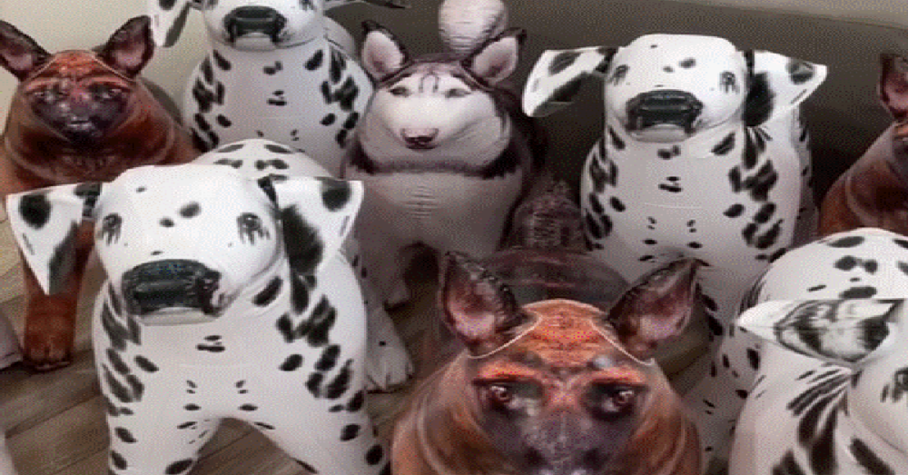 Can You Find The Real Dog Hidden Among The Fake Dogs? - The Animal ...