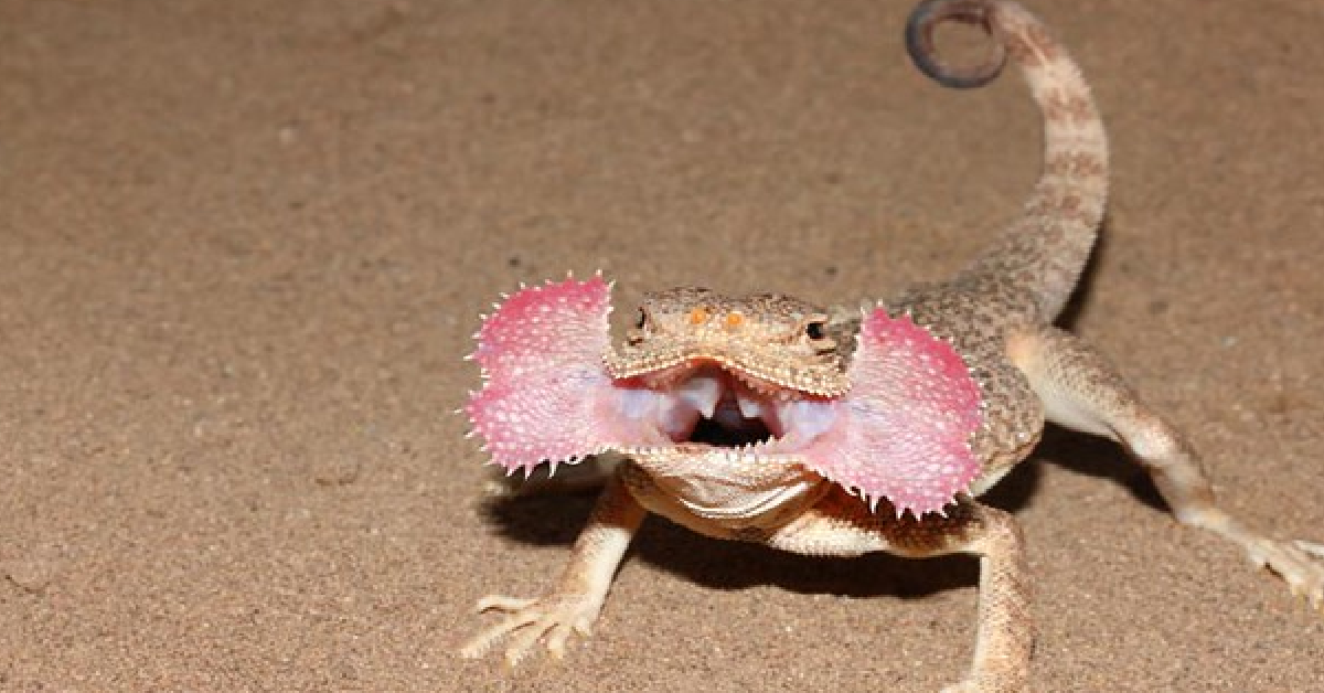 New Research Finds Lizards Flare Their Cheek Flaps To Intimidate ...