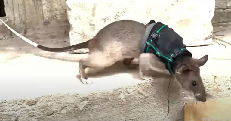 Scientists Are Training Rats with Backpacks and Microphones to Rescue ...