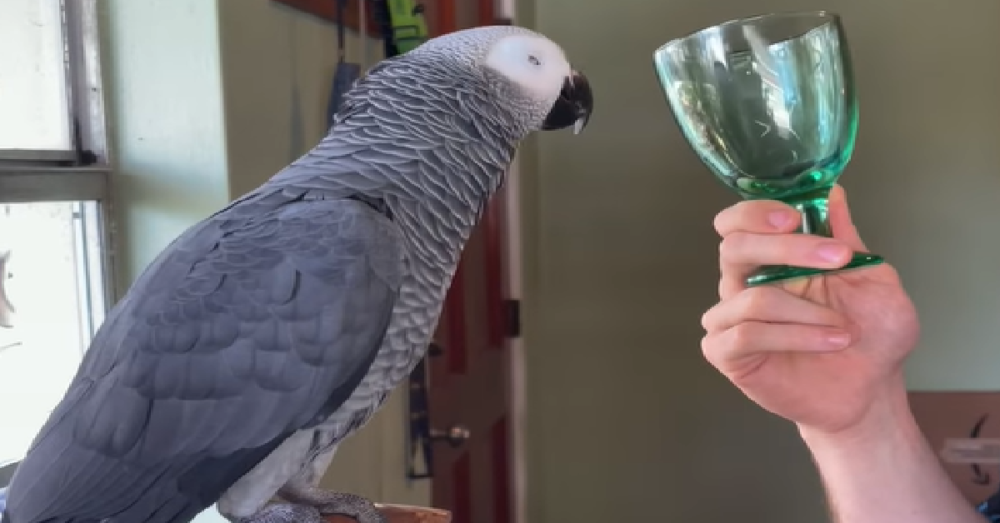 Rescue Parrot Repeatedly Says The Word Glass In Adorable Viral Video The Rainforest Site News
