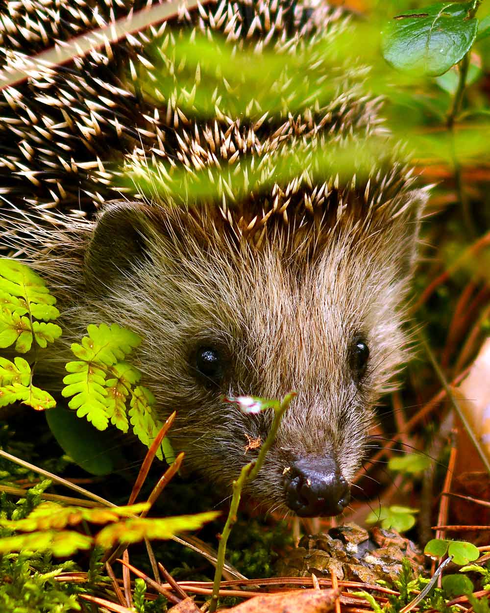 The Western European Hedgehog Is Losing Habitat To Housing Development ...