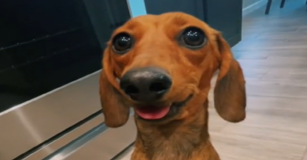 Woman Shares What It's Like To Live With 8 Weiner Dogs In One House ...