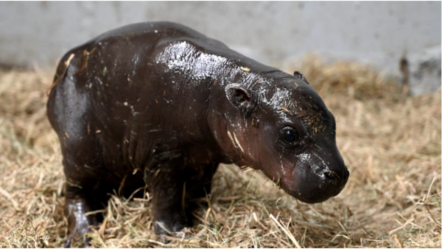 Insanely Cute Pygmy Hippo Baby Born at Virginia Zoo Takes First Tiny ...