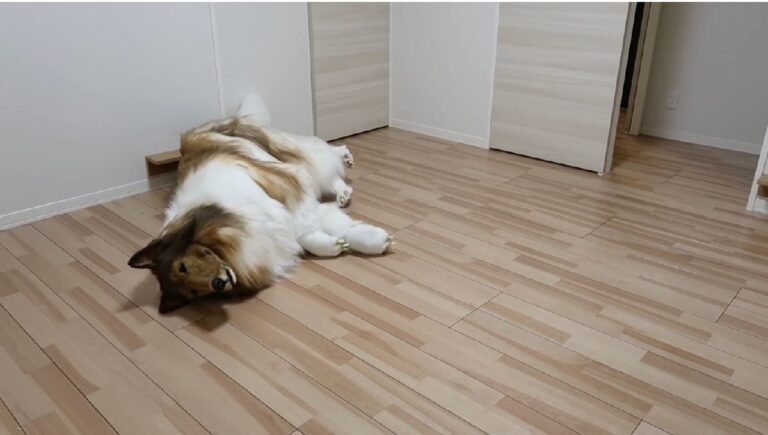 Toco the Human Dog — Japanese Man Has Life-Like Collie Costume Made to ...