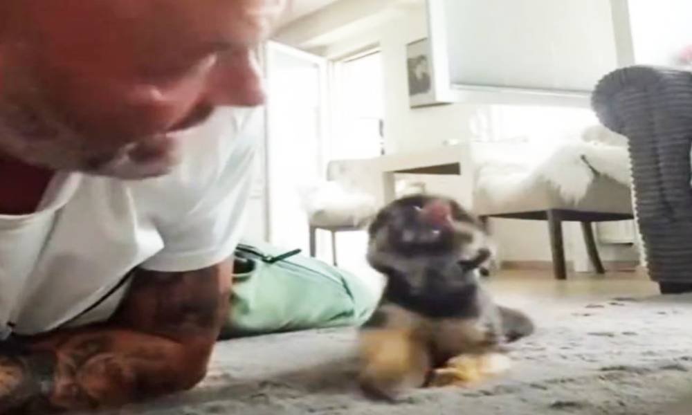 Adorable Puppy "Sneaking in for Kisses" Garners More than 5 Million ...