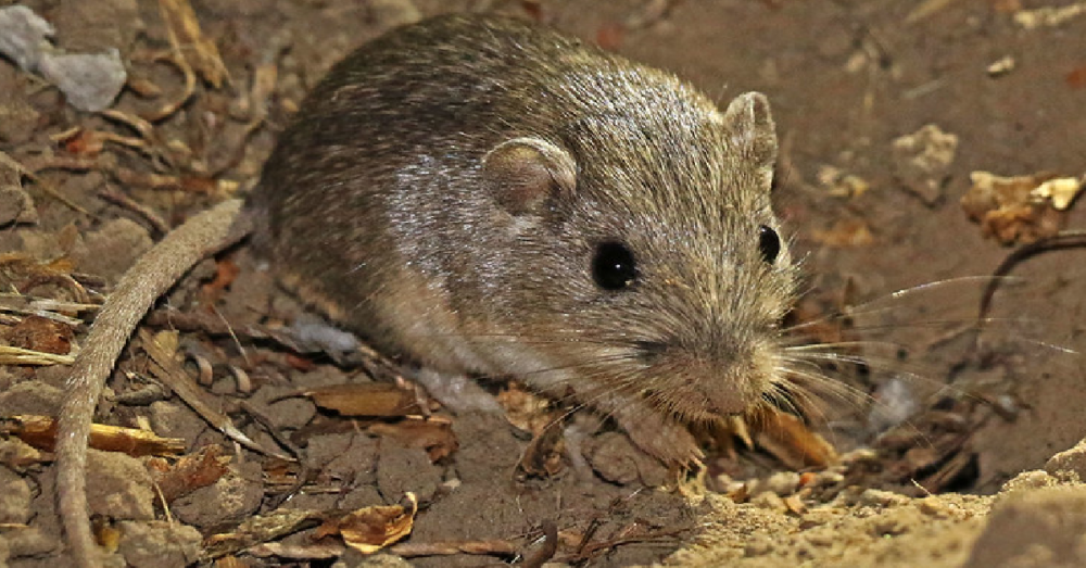 A Pacific Pocket Mouse May Be The Oldest Living Mouse In The World ...