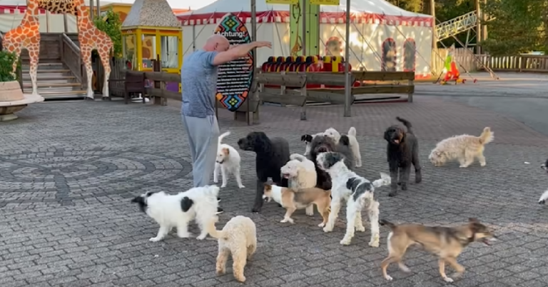 Dog Trainer Breaks World Record With Impressive 14-Dog Conga Line - The ...