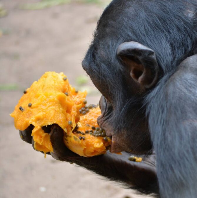 They Settle Conflict with Love, and More Facts About Bonobos - The ...