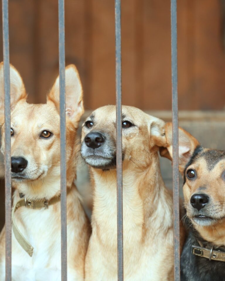 10 Ways You Can Help Your Local Animal Shelter And Make A Difference In ...
