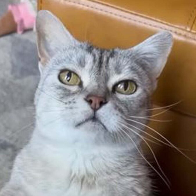 Millie the Cat May Always Look Unamused, But She Is Living the Best ...