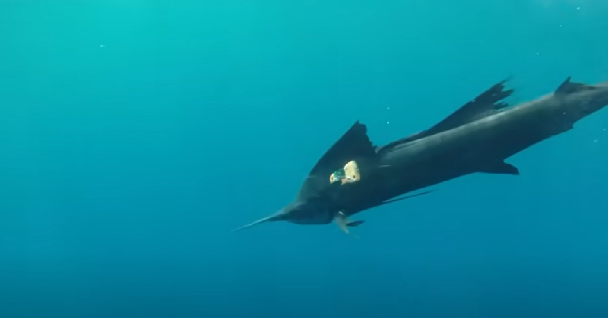 You Can Now Watch The World's Fastest Fish Hunt - The Rainforest Site News