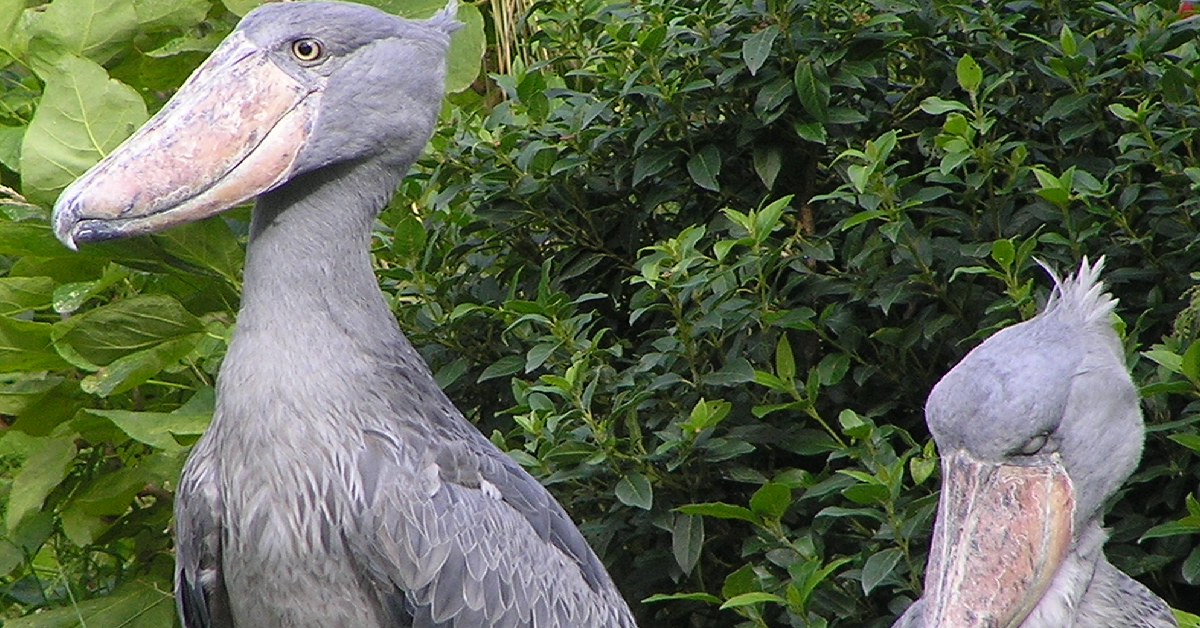 People Are Terrified Of Bizarre 5ft-Tall Bird With Frightening Call ...