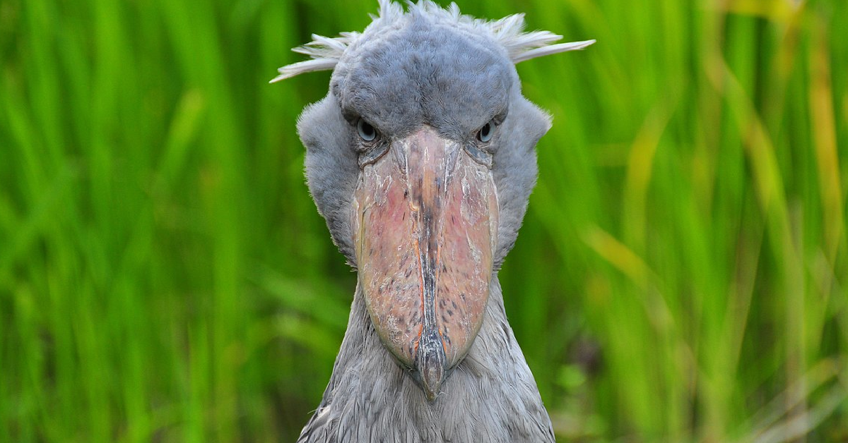 People Are Terrified Of Bizarre 5ft-Tall Bird With Frightening Call ...