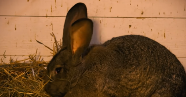 Lambs Adopt 50 Pound Rabbit After She's Rejected By Other Rabbits - The ...