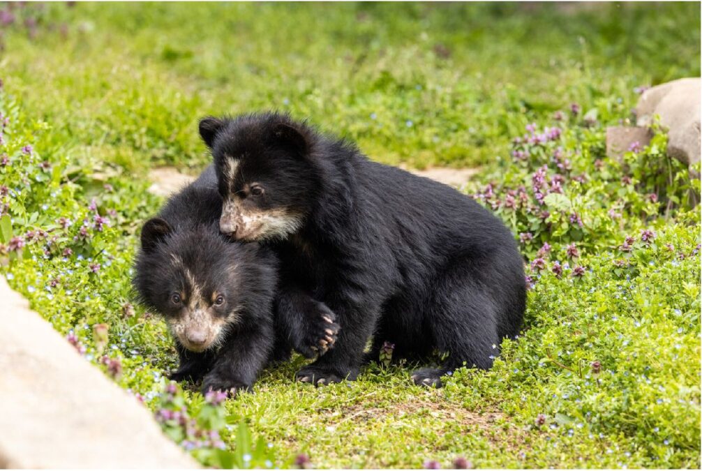 Insanely Cute Andean Bear Cubs at the Smithsonian Zoo Show Their ...