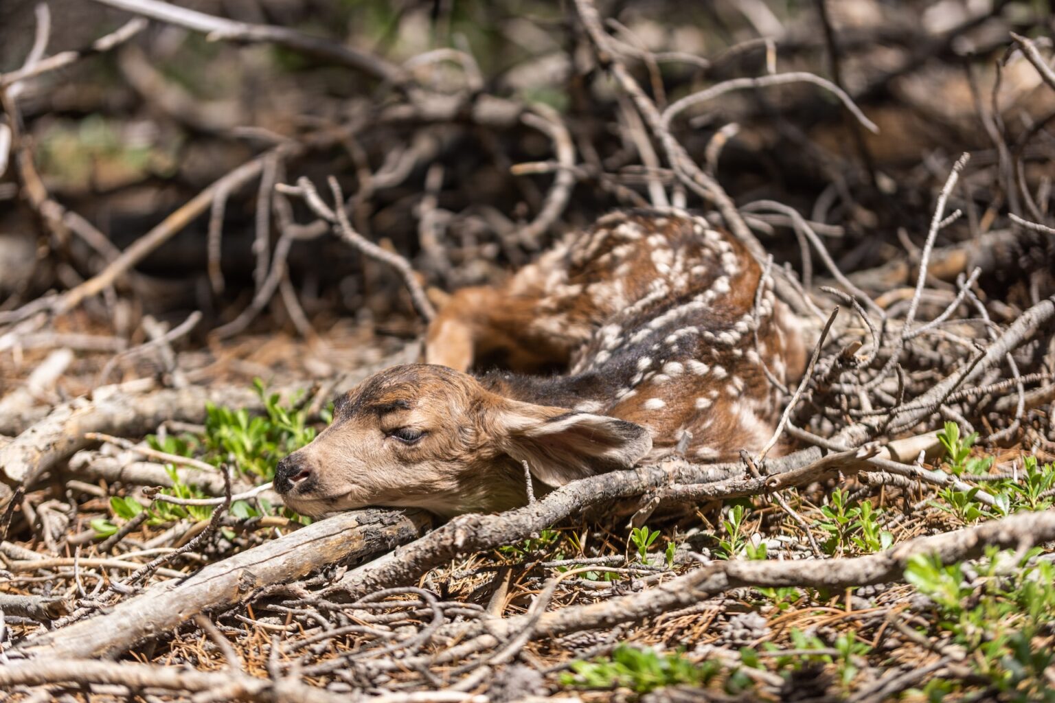 Oh, Deer! Watch This Video Of A Fawn Acting Like It’s Dead In The ...