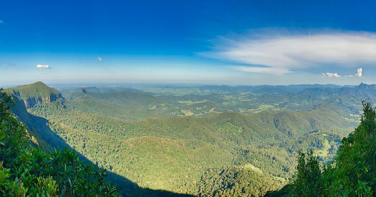 Scientists Discover A New Giant Spider In Australia - The Rainforest ...