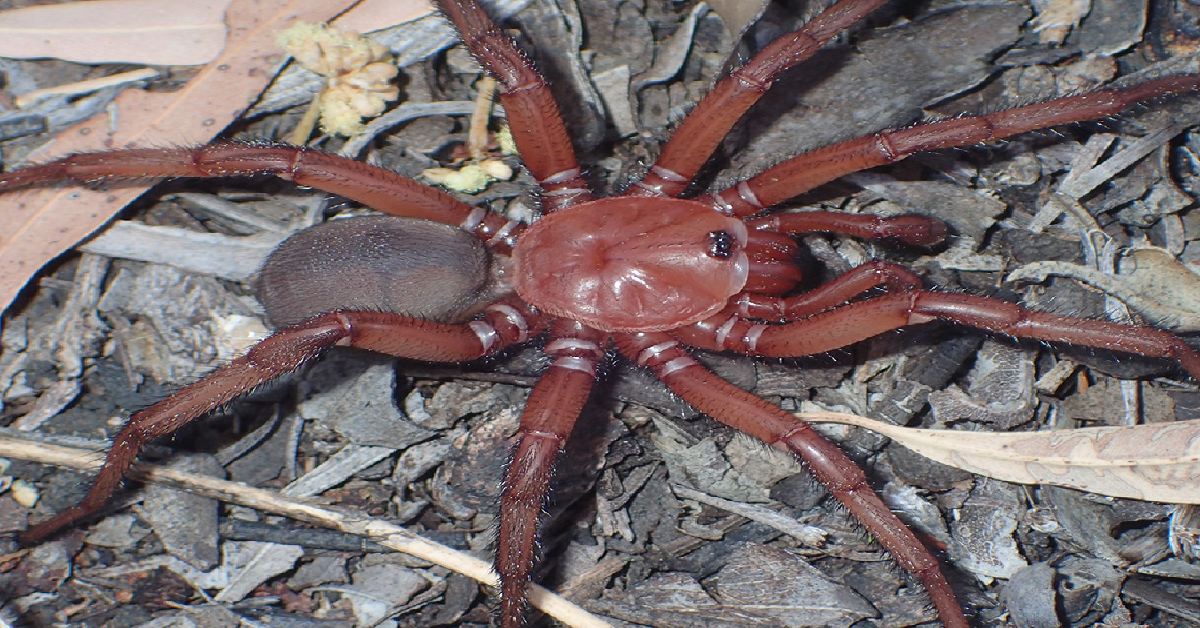 Scientists Discover A New Giant Spider In Australia - The Rainforest ...
