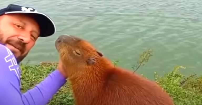 Friendly Capybara Wants To Introduce His Human Friend To The Rest Of ...