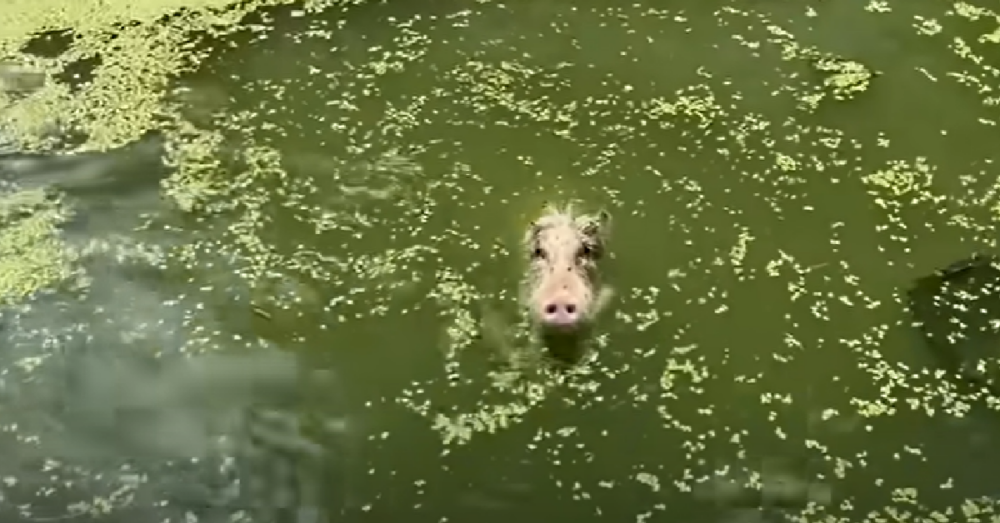 Rescuers Refuse To Give Up On Drowning Feral Pig Despite Her Protests ...