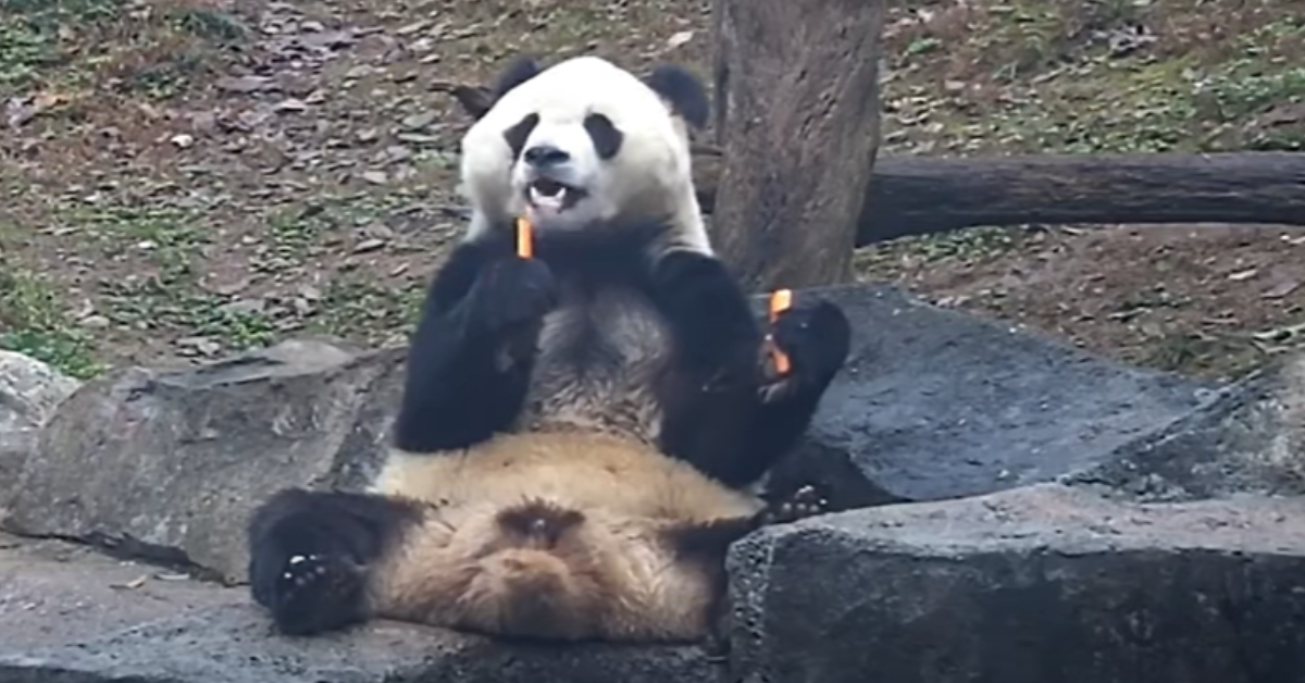 Zookeeper Uses The Heimlich Maneuver To Save Giant Panda Choking On ...